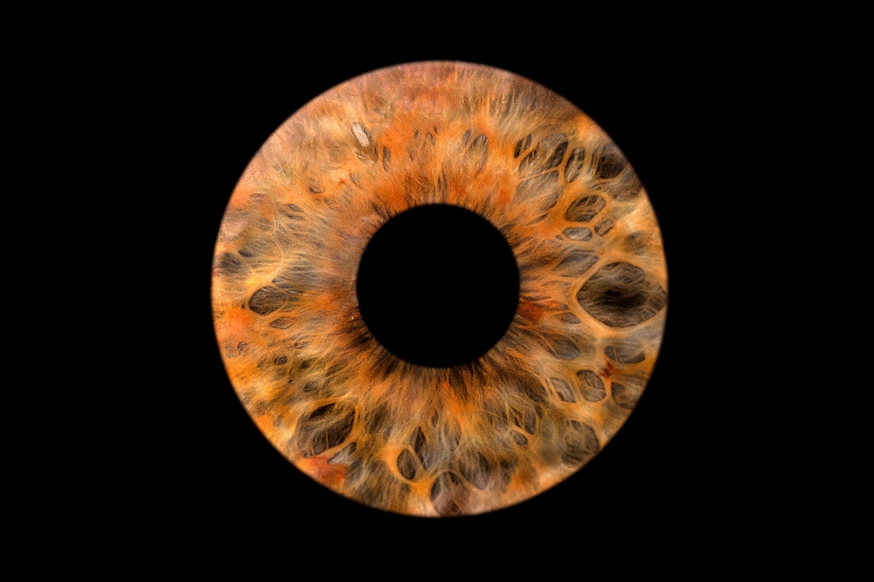 Irisfotos - Galerie - Flatfields schönste Irisfotos