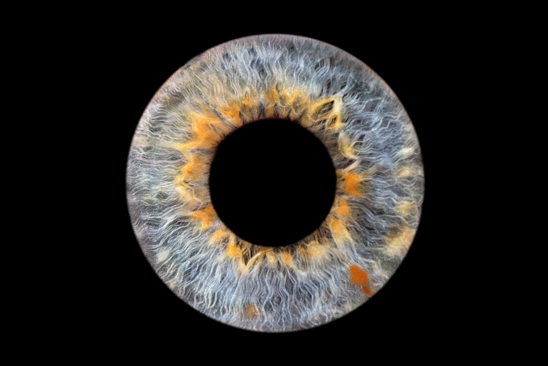 Irisfotos - Flatfields schönste Irisfotos aus dem Herzen von Rhein-Main