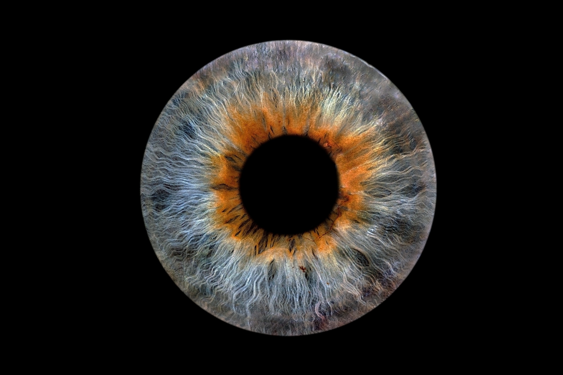 Irisfotos - Flatfields schönste Irisfotos aus dem Herzen von Rhein-Main