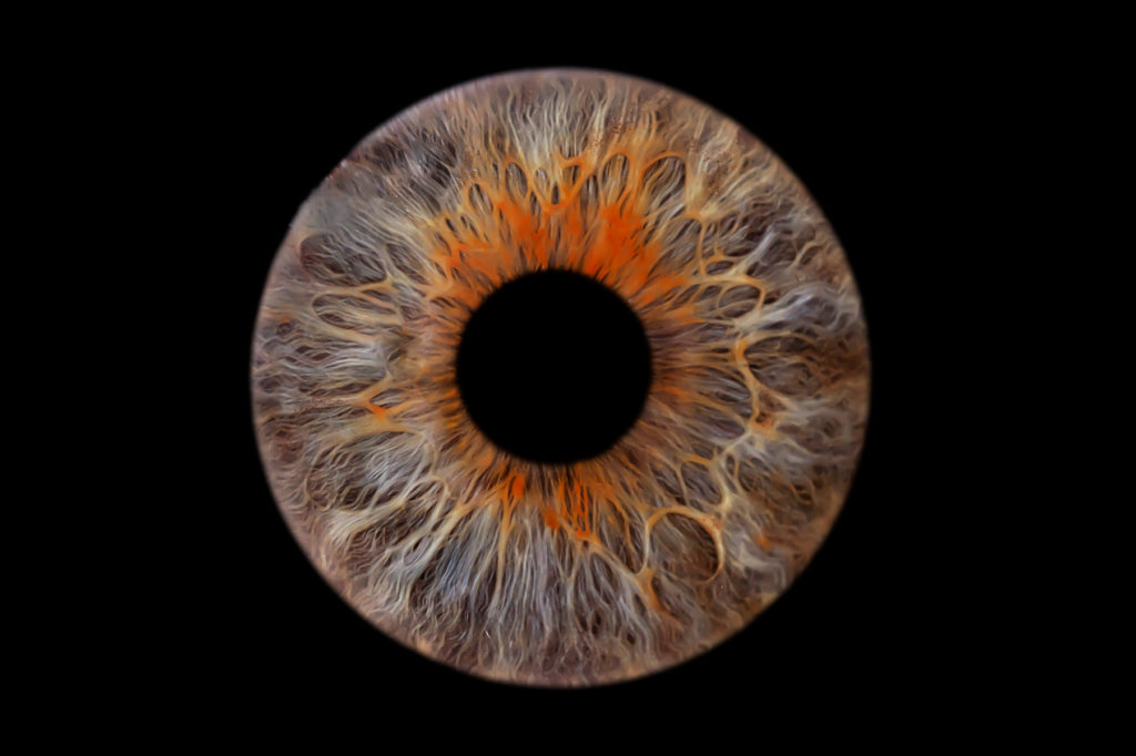 Irisfotos - Flatfields schönste Irisfotos aus dem Herzen von Rhein-Main