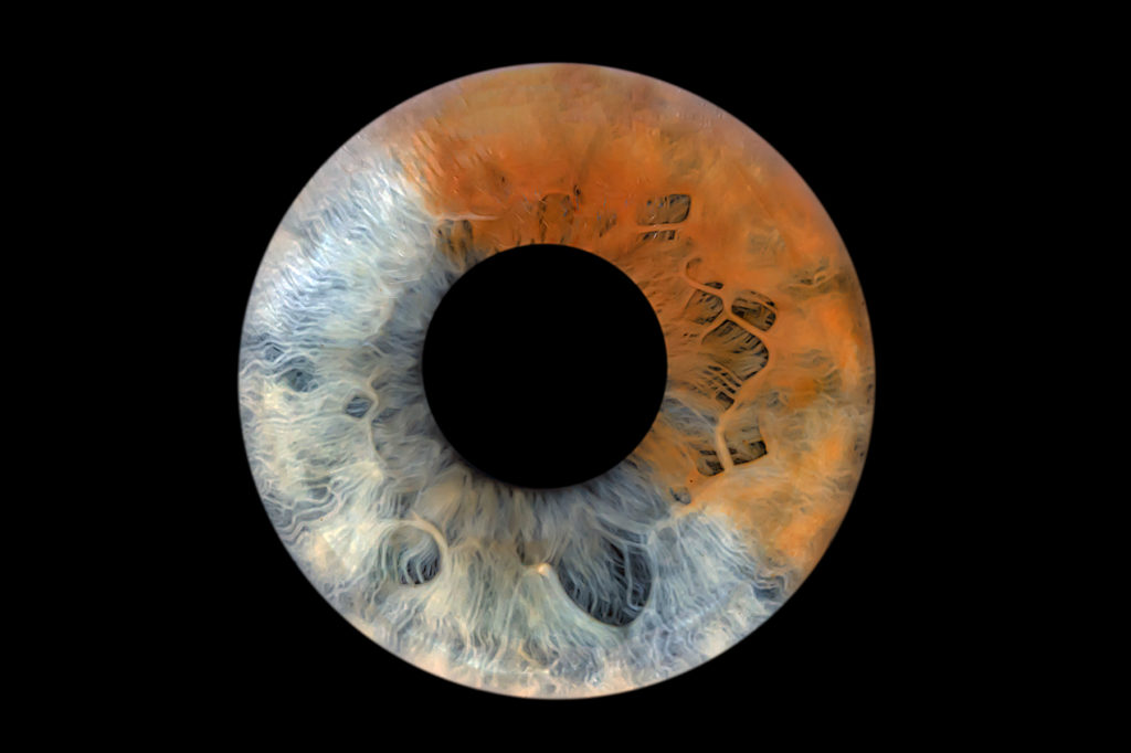 Irisfotos - Flatfields schönste Irisfotos aus dem Herzen von Rhein-Main