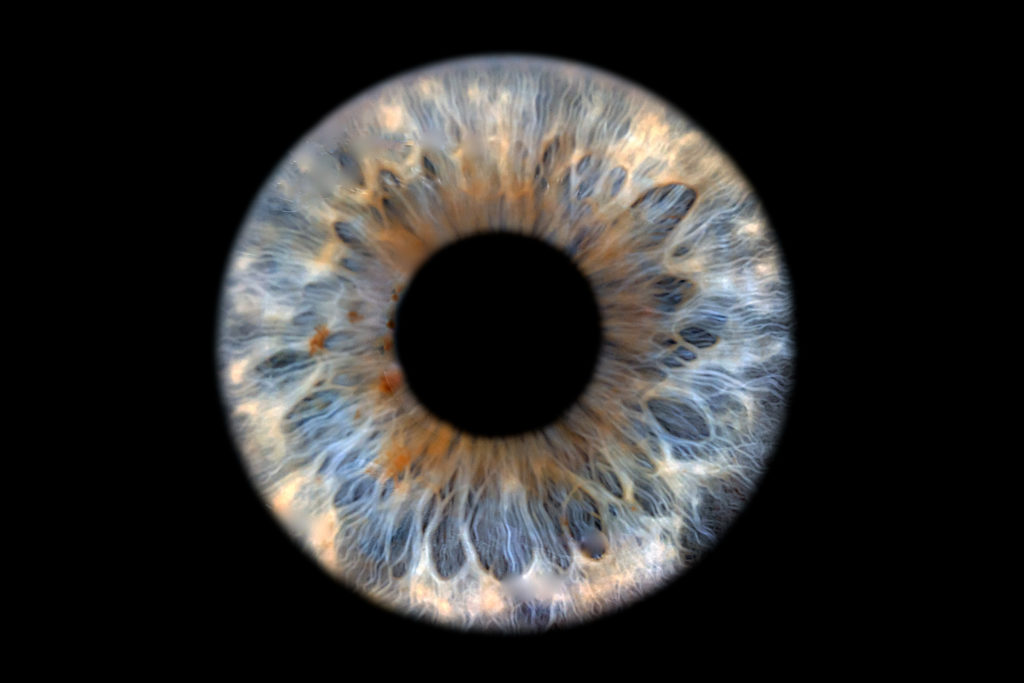 Irisfotos - Flatfields schönste Irisfotos aus dem Herzen von Rhein-Main