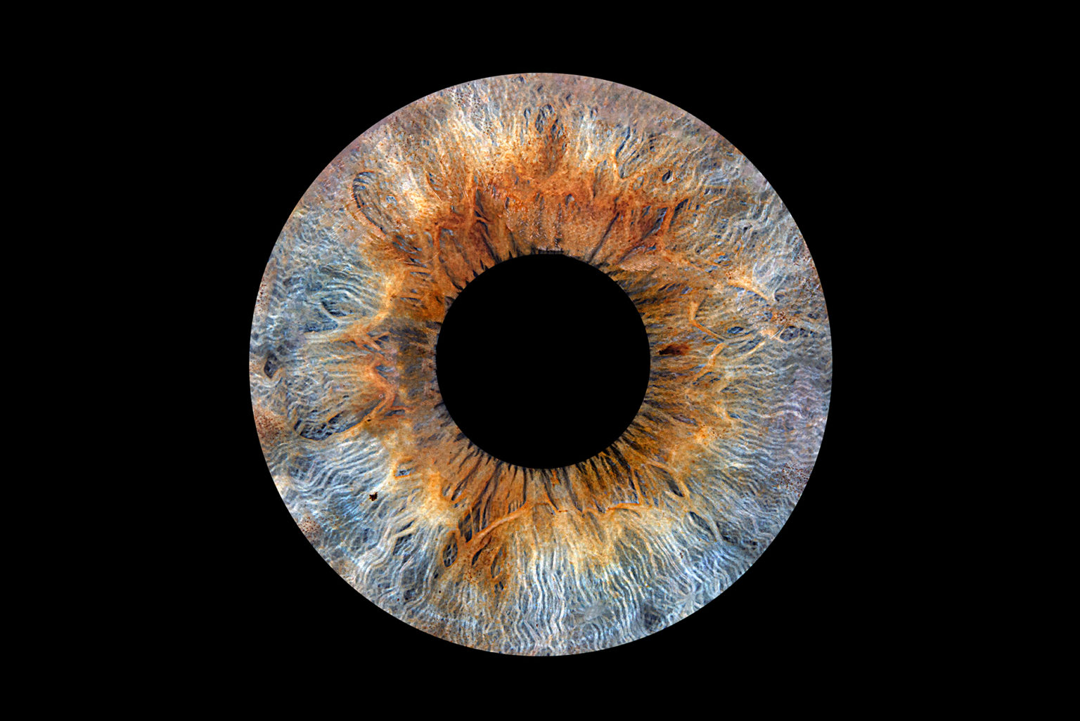 Irisfotos - Flatfields schönste Irisfotos aus dem Herzen von Rhein-Main