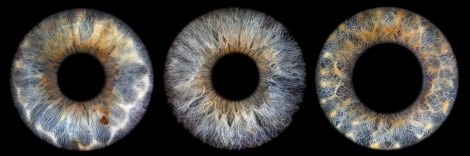 Irisfotos - Flatfields schönste Irisfotos aus dem Herzen von Rhein-Main