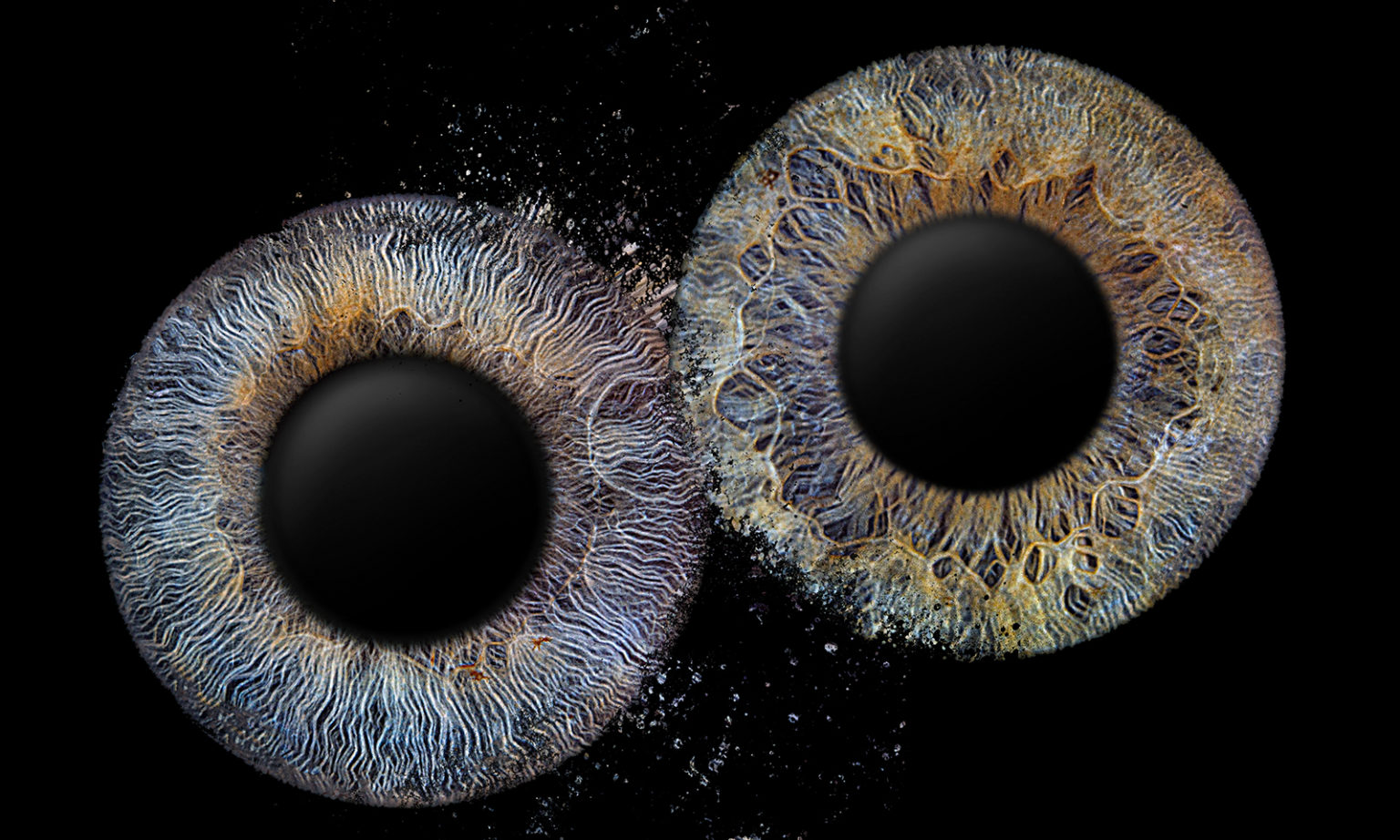 Irisfotografie | hochwertige Irisfotos | gut statt billig | Wiesbaden