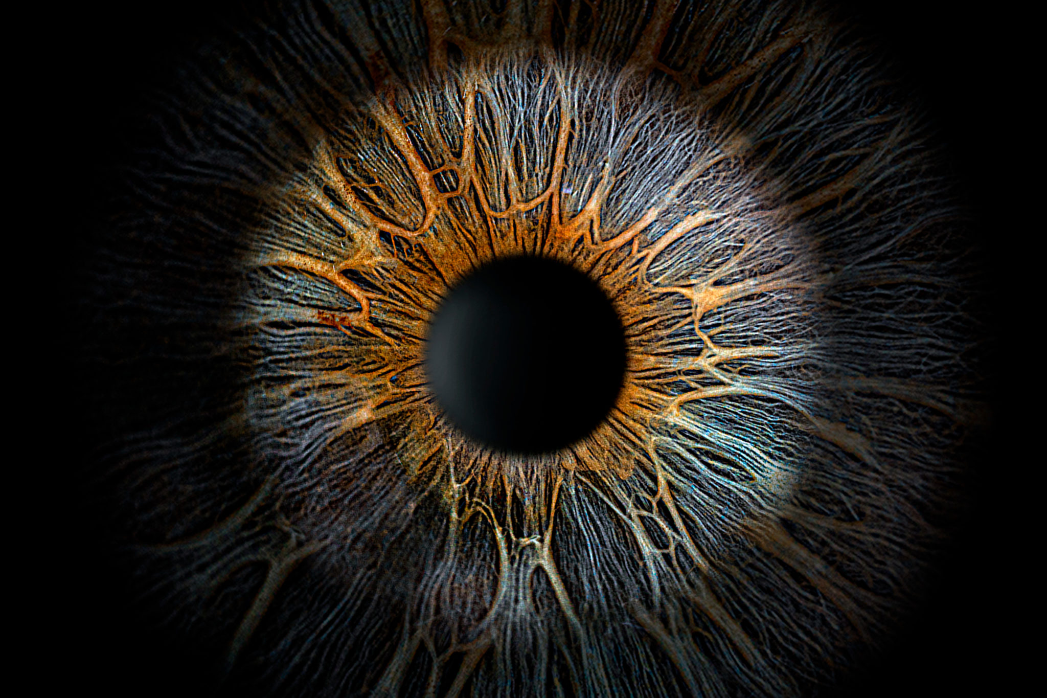 Hochwertige Iris Fotografie aus Wiesbaden | Iris Fotos seit 2018